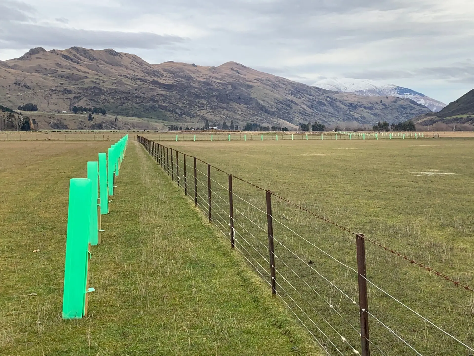 Garston Rural Willow Planting - Advance Landscape Systems