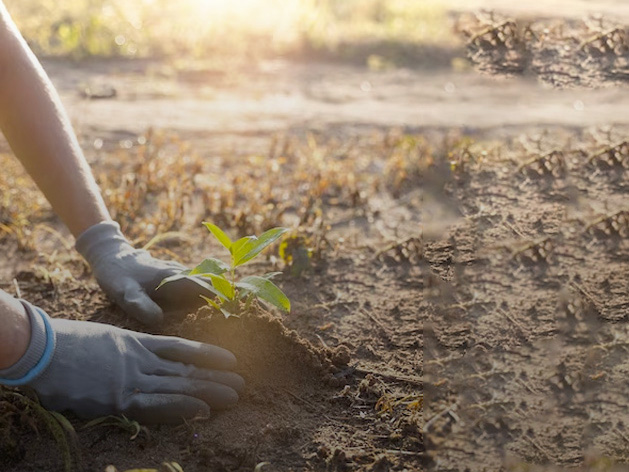 Planting Success - Advance Landscape Systems