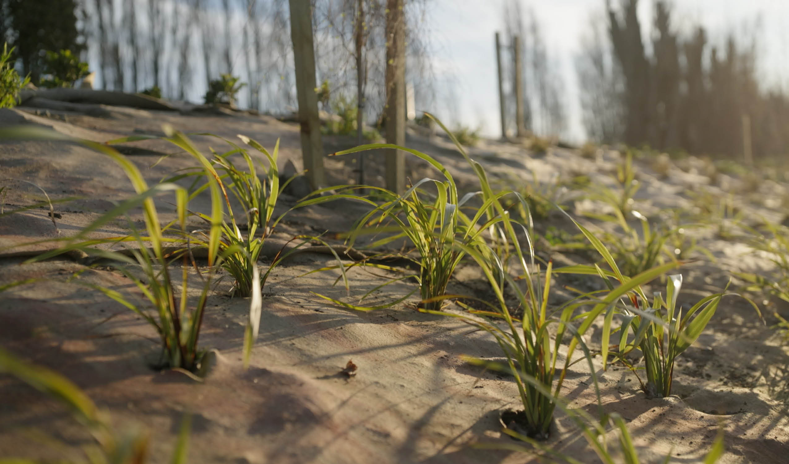 FuturFiber Hemp Matting Rolls 600gsm - Sustainable Landscaping ...