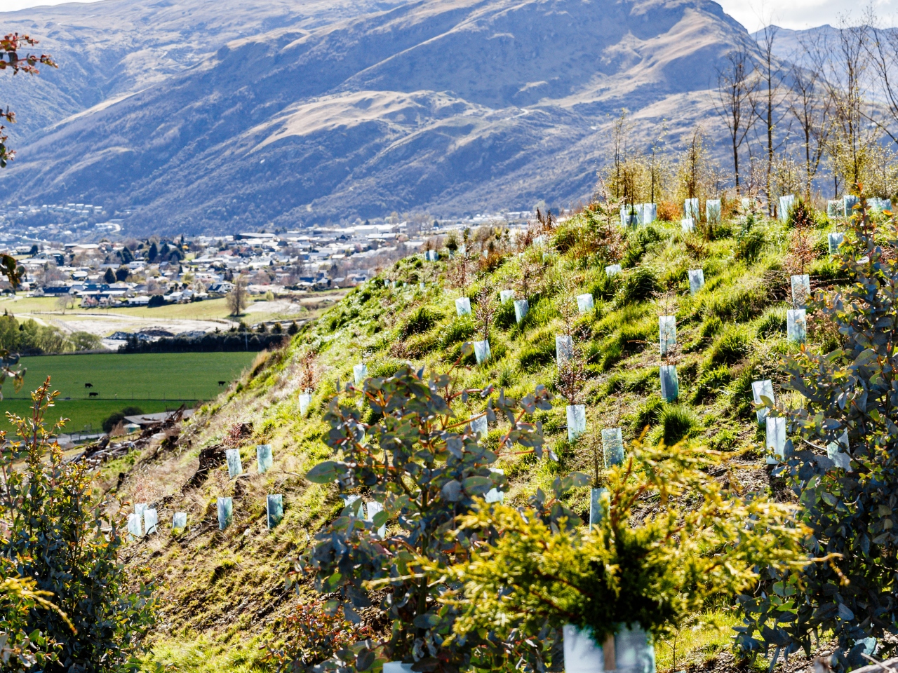 KBC TriGuard Sleeves 750mm - Reliable Tree Protection | Advance ...