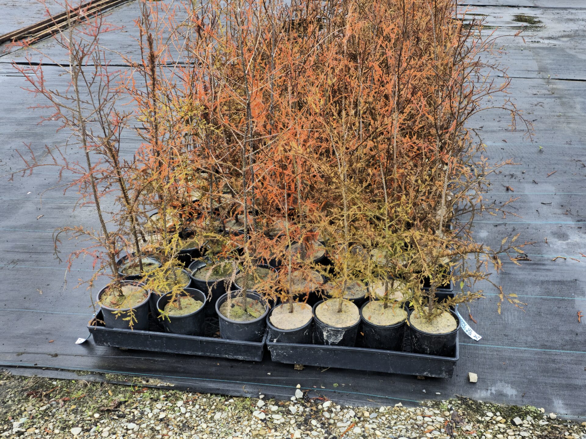 Woven Polypropylene Weed Matting - Durable Weed Control | Advance ...